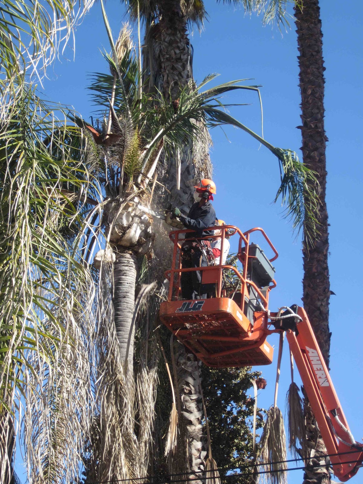 New House Girl: Palm Tree Friends