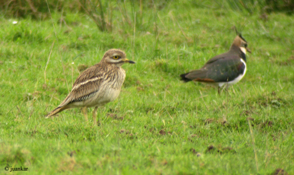 Miradas Cantábricas: Alcaravanes en Durango
