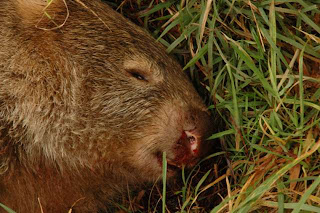 The Nature of Robertson: July 2013