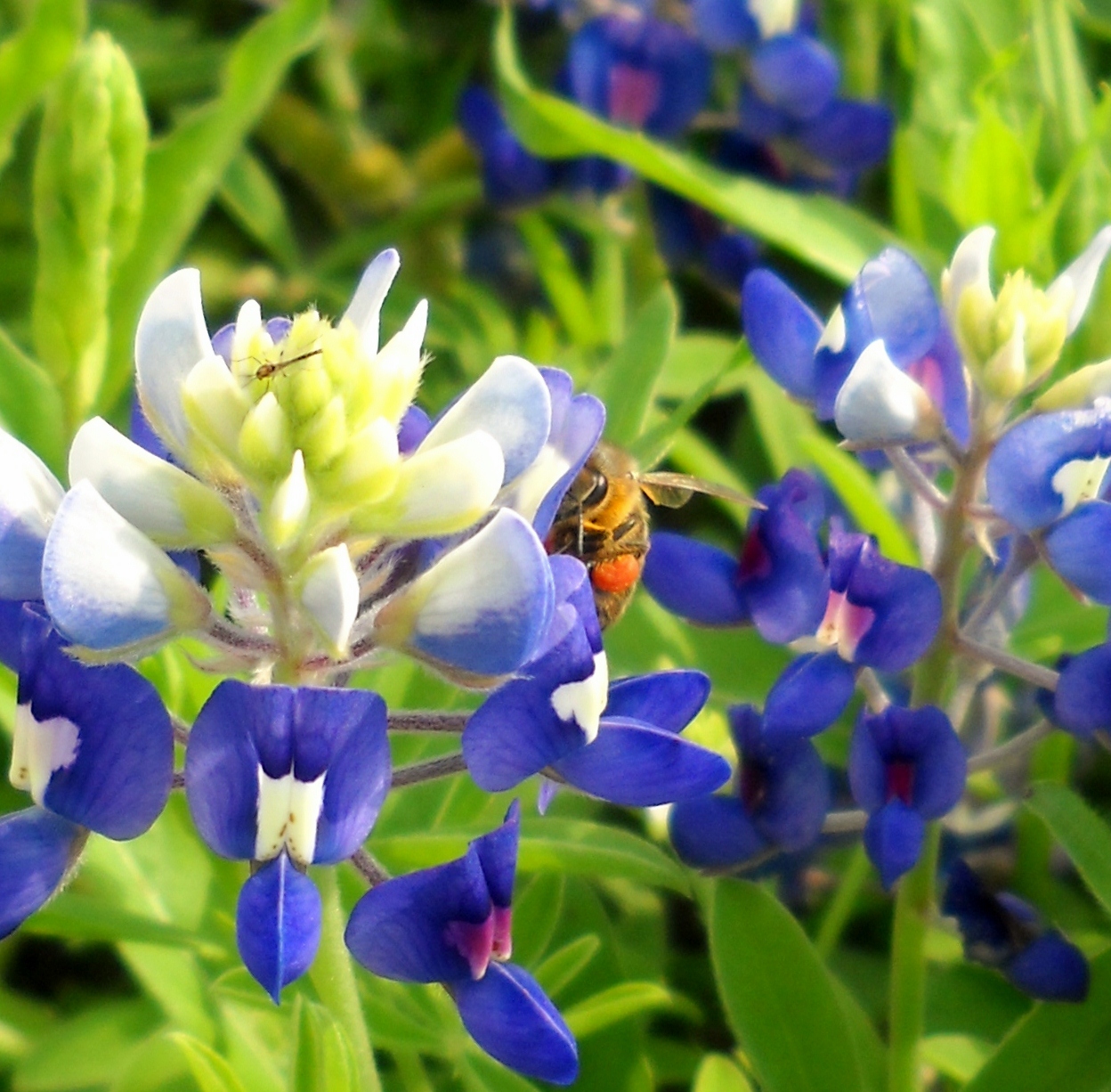 White Rock Lake, Dallas, Texas: Brilliant Bluebonnets Blooming at White ...