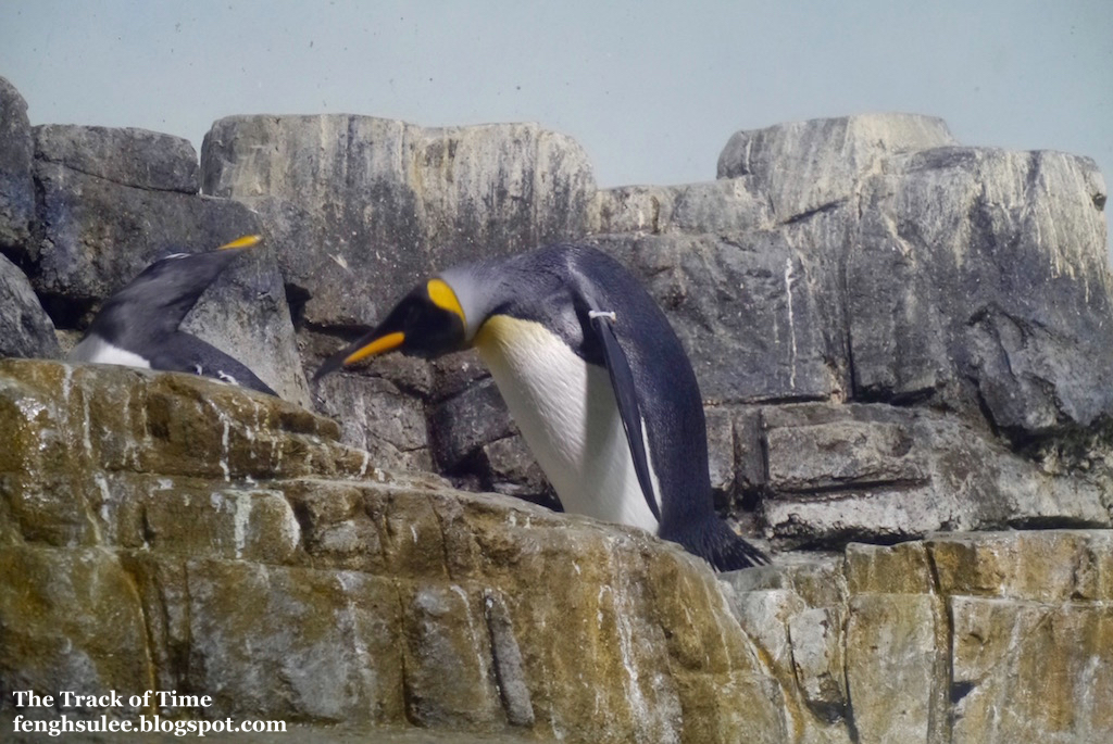 Central Park Zoo - Penguins & Seabirds | The Track of Time