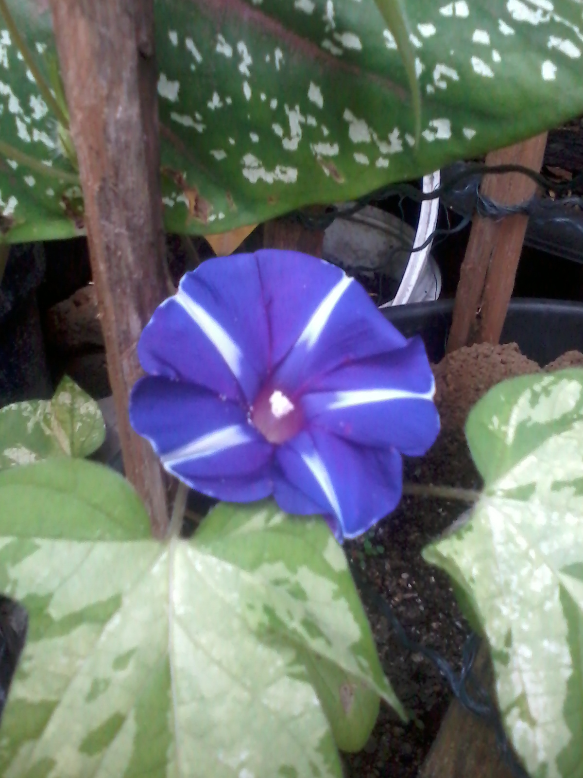 Happy Garden's: Morning Glory Bunga Yang Membuat Semangat