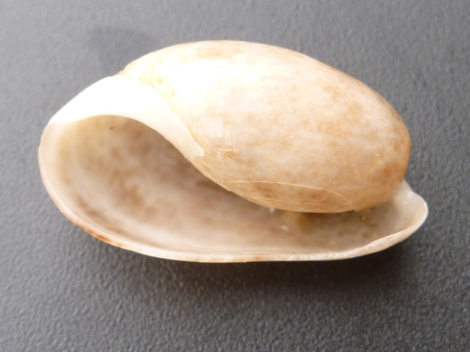 mar menor mar mayor: Bulla striata / Bullaria striata