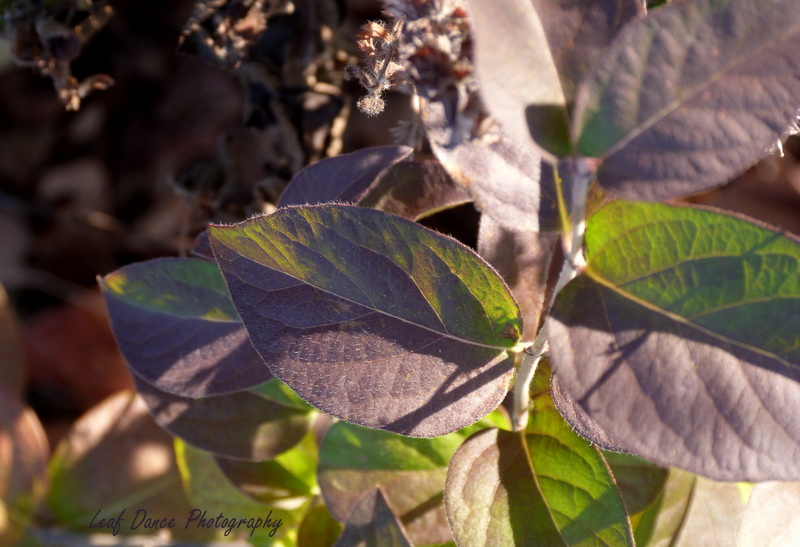 Leaf Dance Photography: Days of Autumn 23 : Photogenic weed ;)