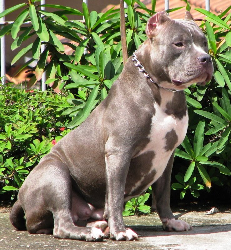 U.S BULLY FORCE BULGARIi =CRIAÇÃO NACIONAL= | American Bully Brasil ...