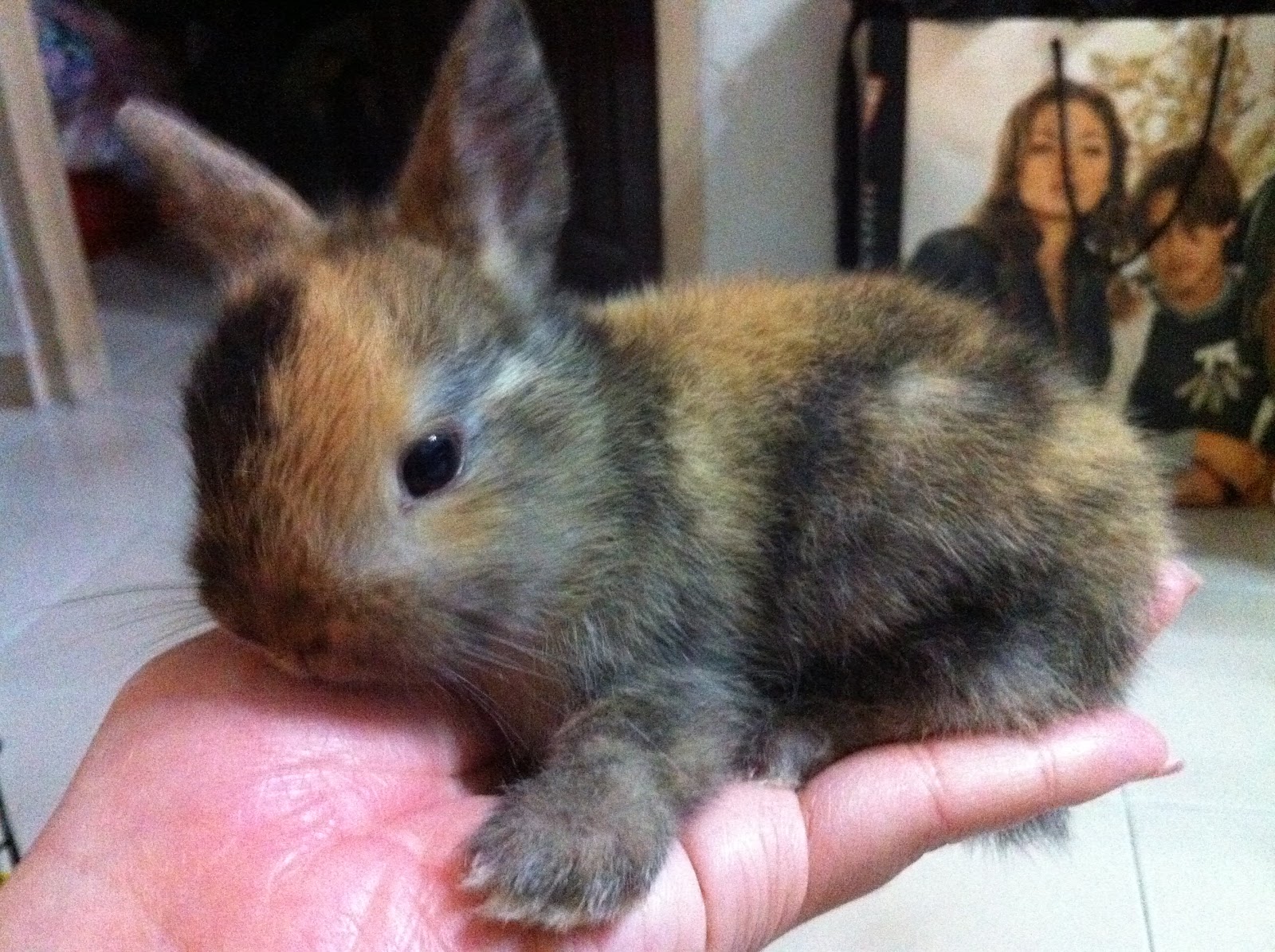 Bitz 'n' Bunz: Unique Harlequin Coat Netherland Dwarf