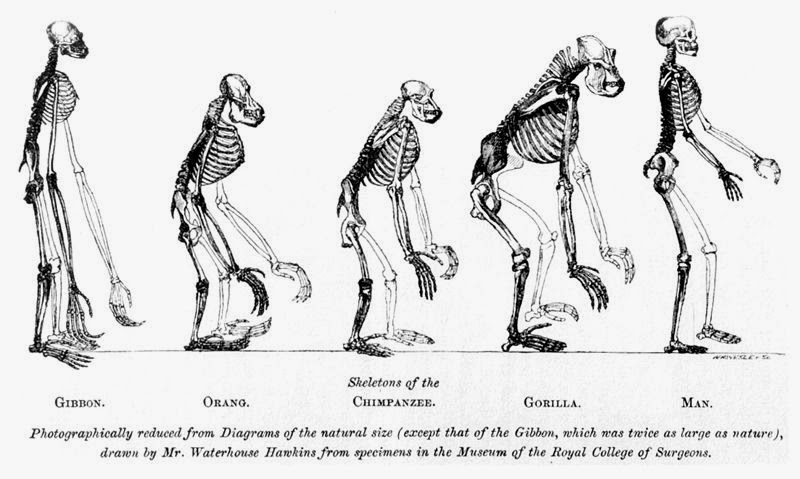 La evolucion del cuerpo humano