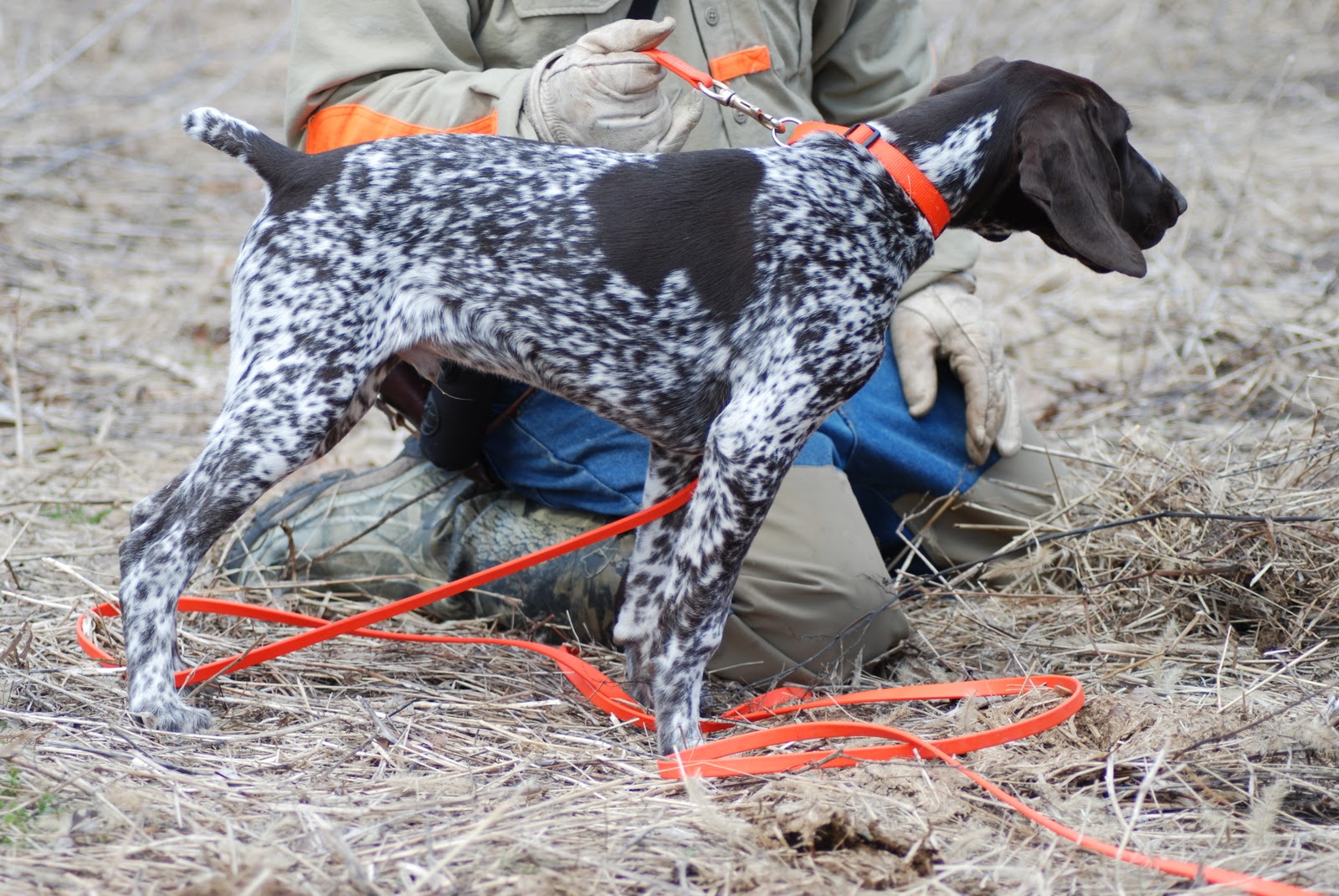 Adventures of a GSP Hunting Dog: Retrieving....