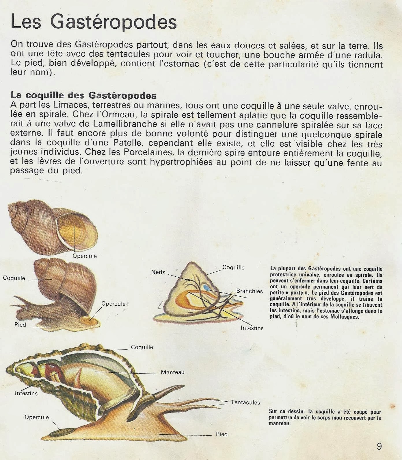 Leçons de choses: Mollusques et crustacés