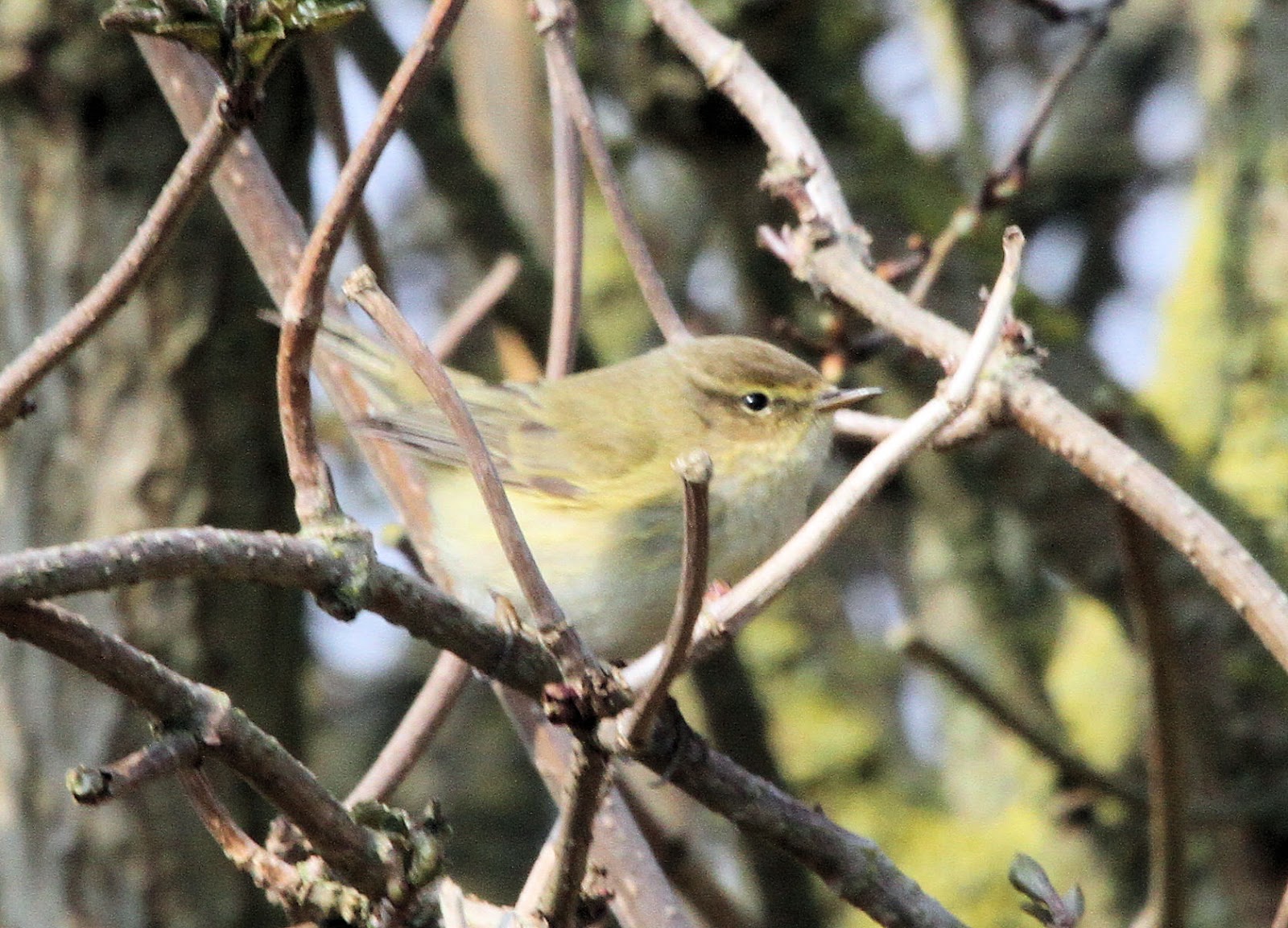 Birding with Flowers: Faint Signs of Spring at Last