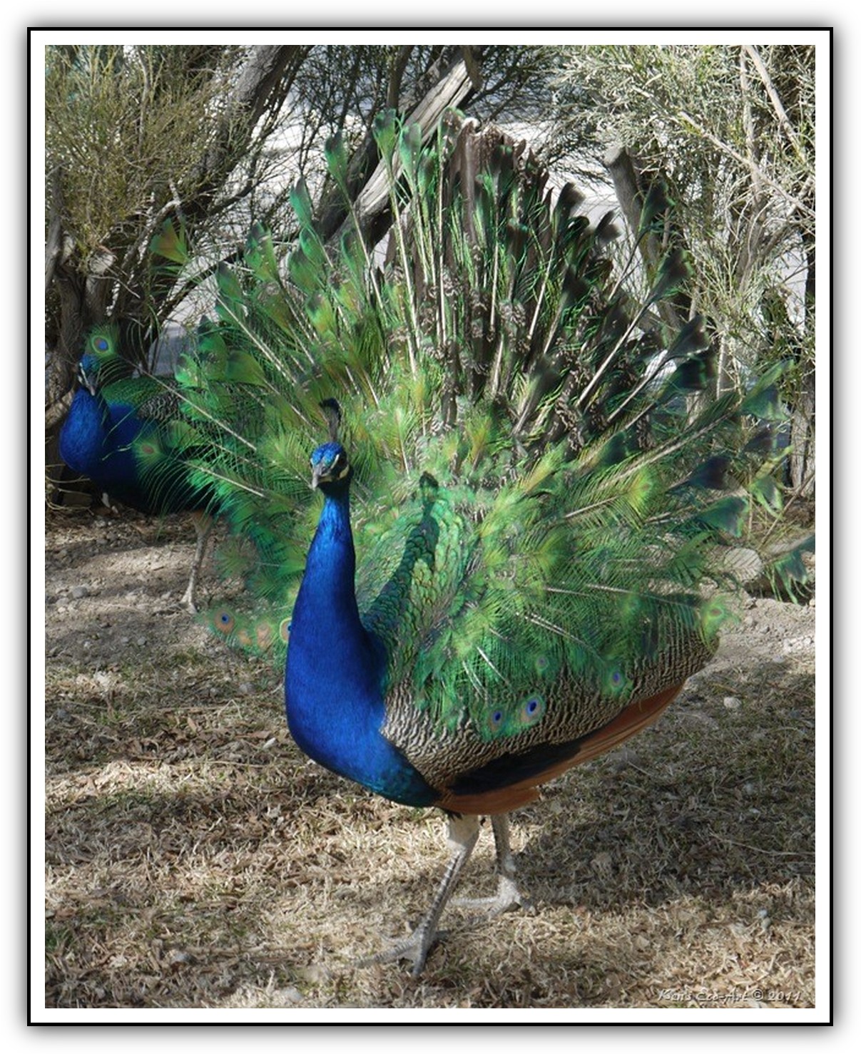 Ken's Photo Gallery: The Peacocks of Floyd Lamb Park at Tule Springs