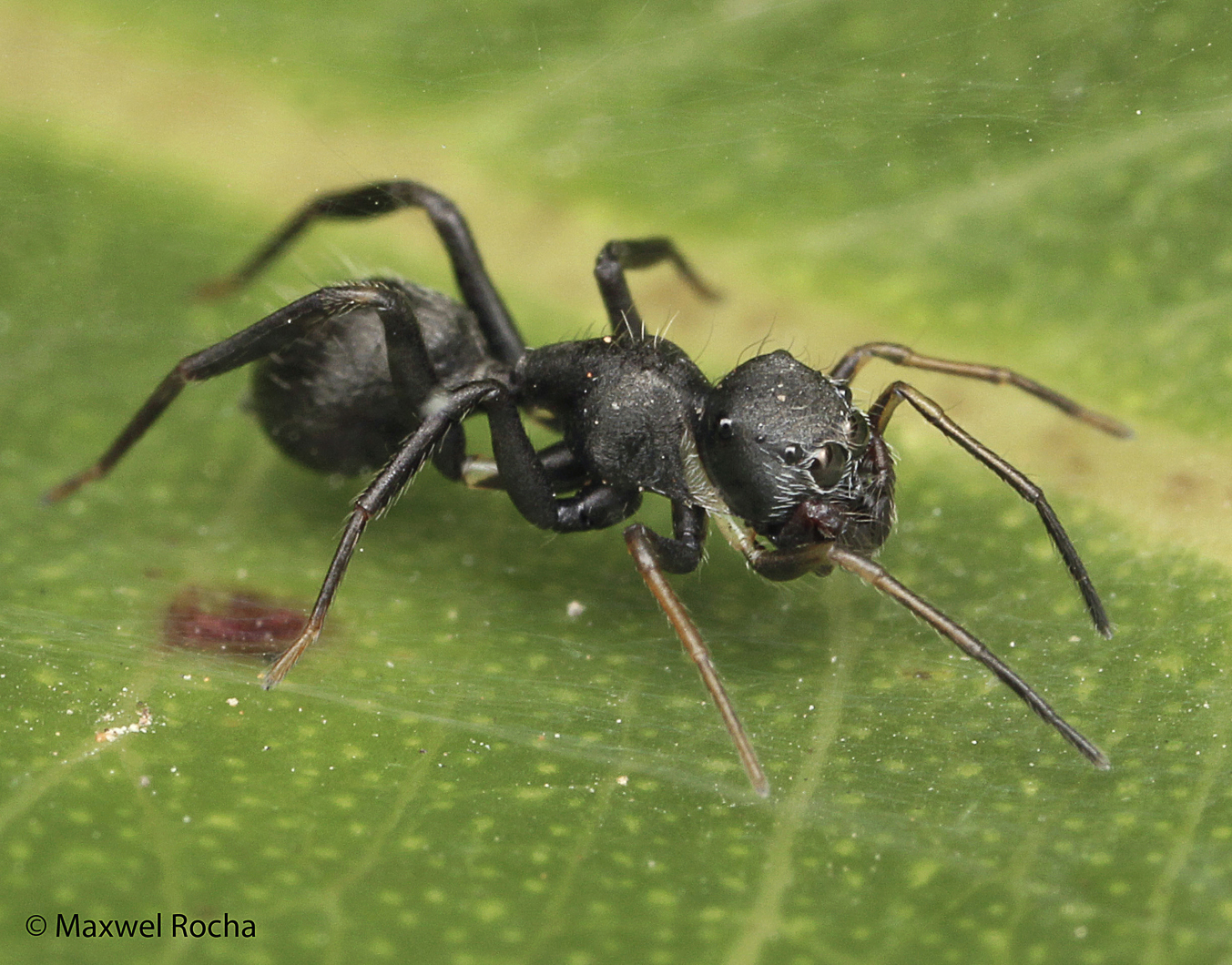 Macrofotografia por Maxwel Rocha: Aranhas