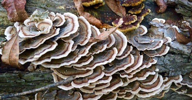 The Foraged Foodie Foraging How To Identify Turkey Tail Mushrooms For Natural Cancer fighting the-foraged-foodie-foraging-how-to-identify-turkey-tail-mushrooms-for-natural-cancer-fighting