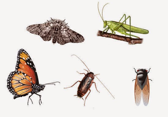 Animales Invertebrados