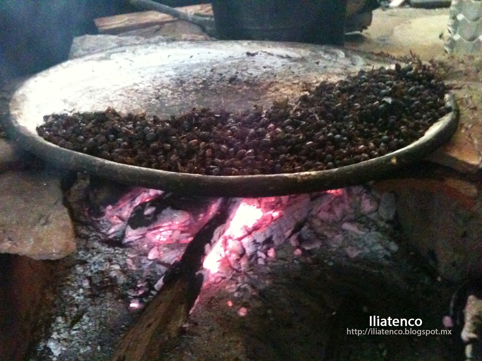 Iliatenco: Cocinando chicatanas