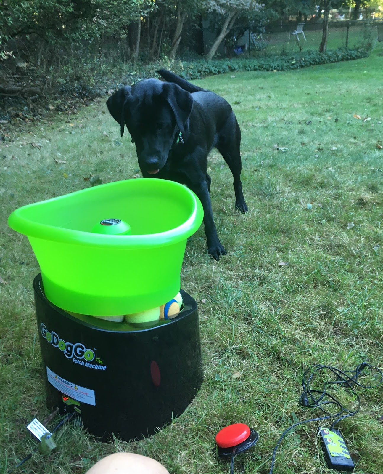 Assisting with Technology @ WIHD: Switch Adapted Play with Pups and Pals!