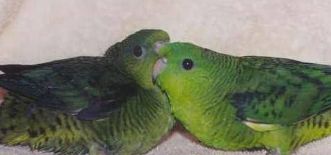 The Splendid Bourke Bird Blog: Lineolated Parakeet in Cobalt Blue, Our ...