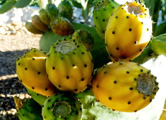 Afrikaans 2015: TURKSVY