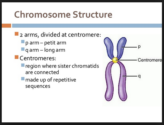 Z81 - Genetics: Genes 07 - p implies q arms umpqua college chromosomes