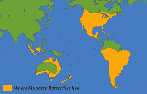 About Animal Monarch Butterfly - Animals Point | DaddyFile