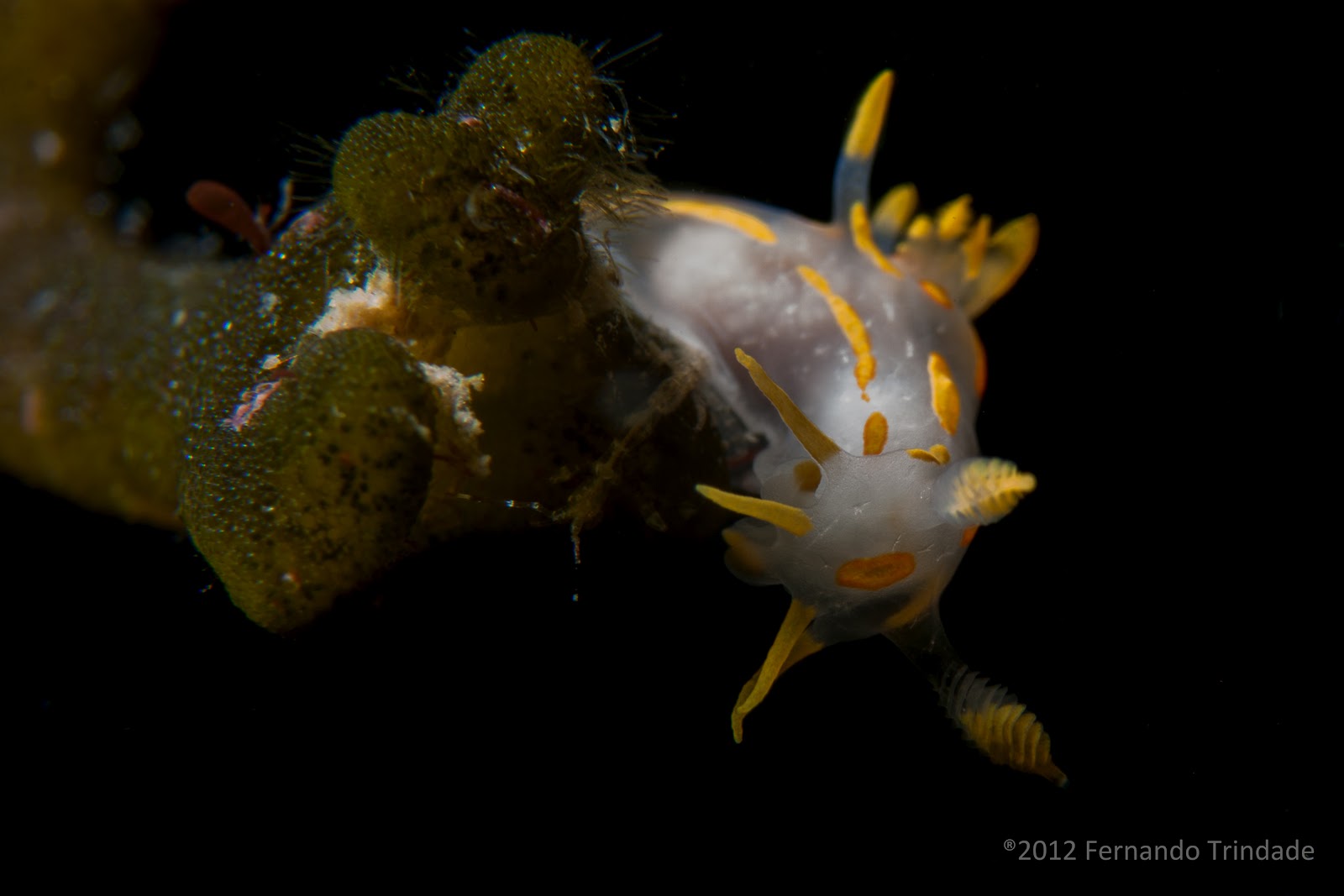 Lesmas do Mar: Polycera quadrilineata