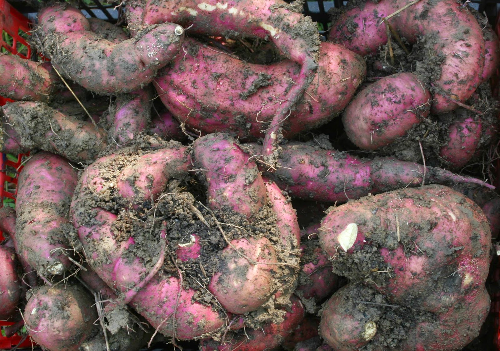 HIŠA Z VRTOM: PRIDELEK BATATE