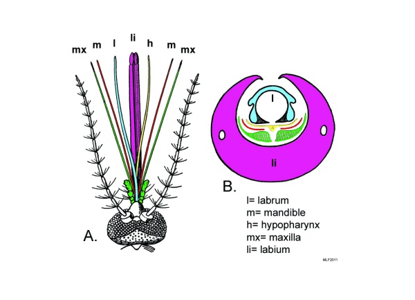 DHLogic: Ciência - Mosquitos