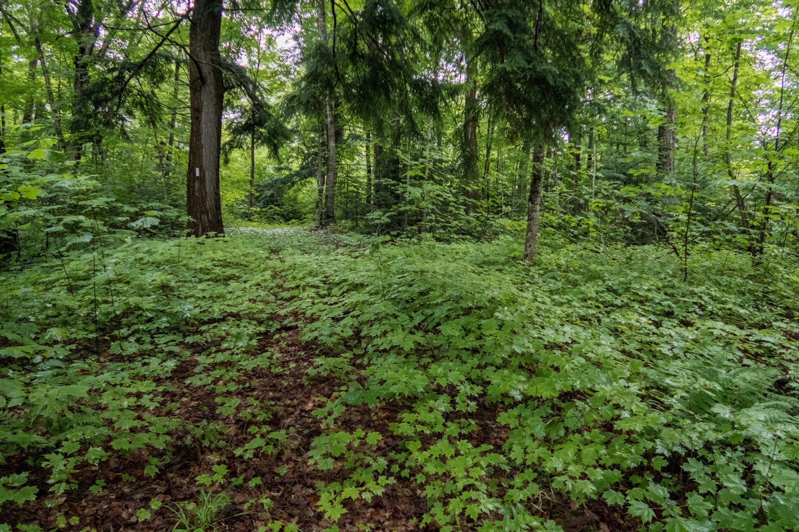 Eric's Hikes: Voyageur Trail: Harmony and Stokely Trails