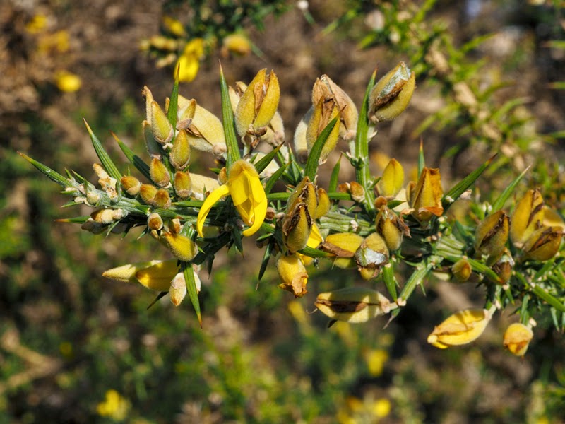 Paseos por la naturaleza: Ulex europaeus. Tojo.