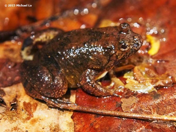 The rainforests of Borneo & Southeast Asia: Revisiting Betta rutilans ...