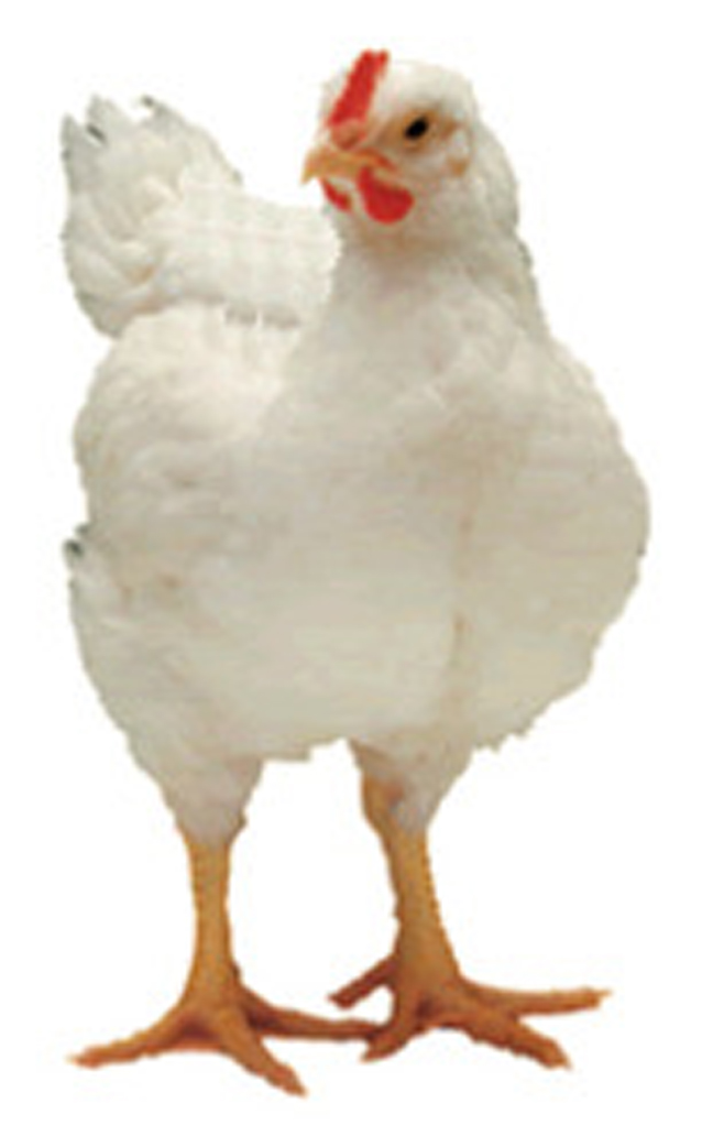 Poultry Farming | Modern & Mixed Farming System