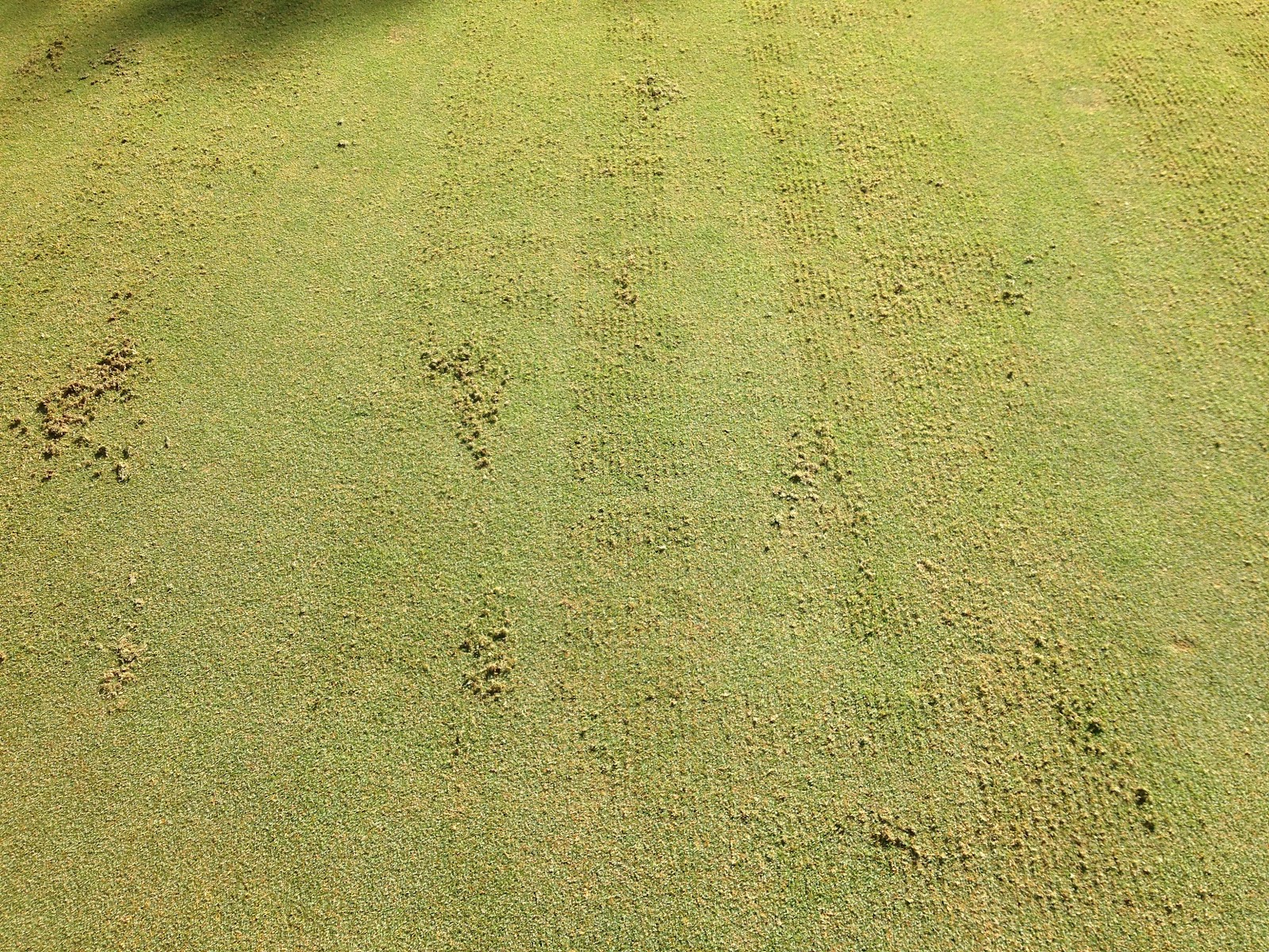 Hollytree Country Club Golf Course Maintenance: Verticutting Greens