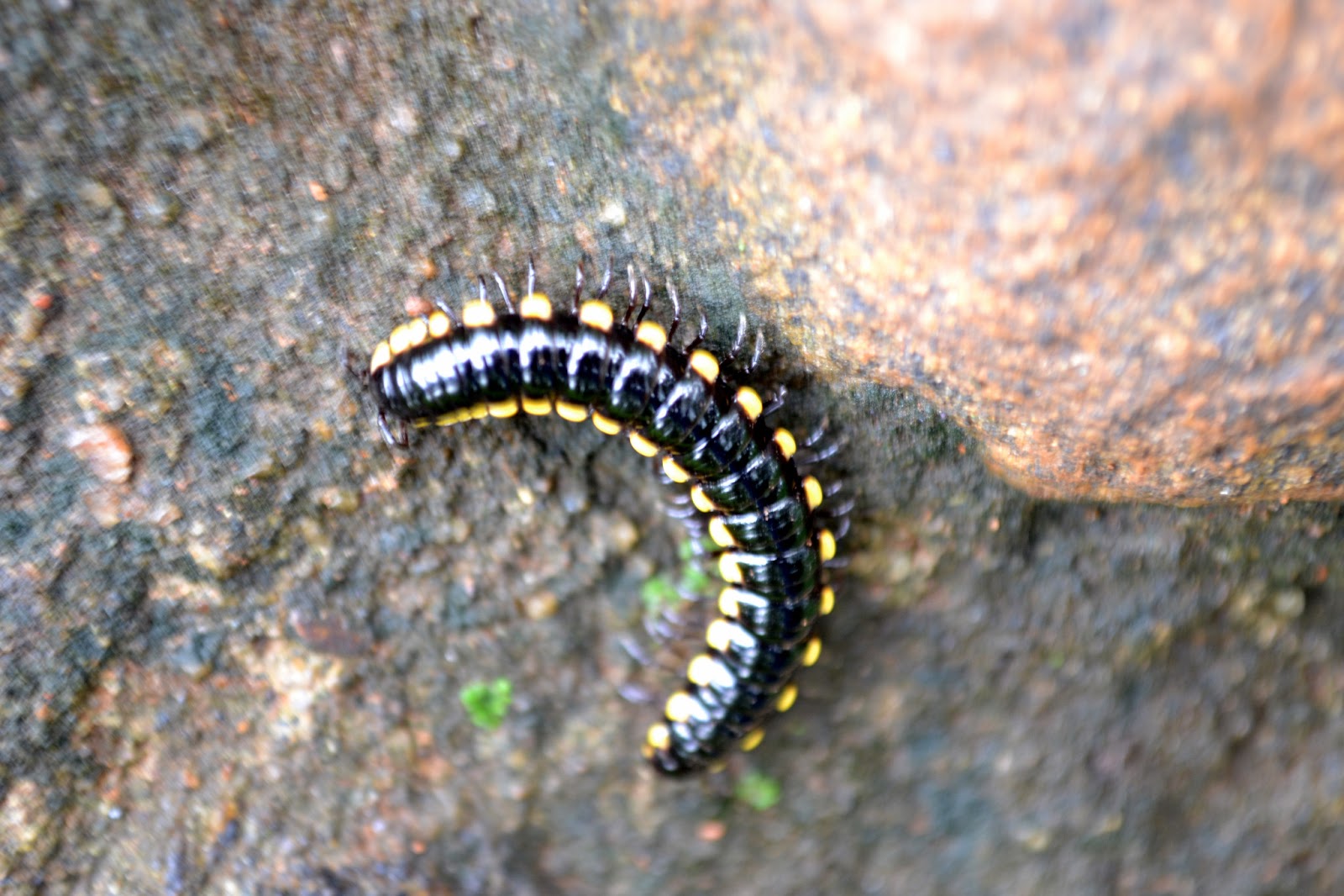 Maradhi Manni: Foto Friday!