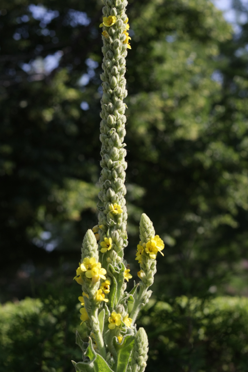 The Wardens Today: COMMON MULLEIN