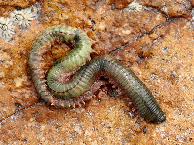 Noble's Fishing - Hints & Tips: Looking after your Ragworm