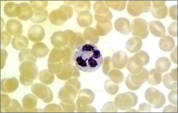 Blog de Biologia