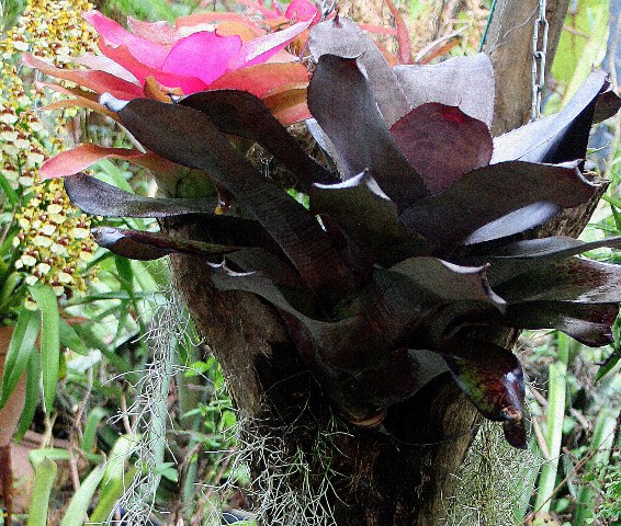 Brookreflections Bromeliads & Exotics *Growing: BROMELIAD GROWING IN ...