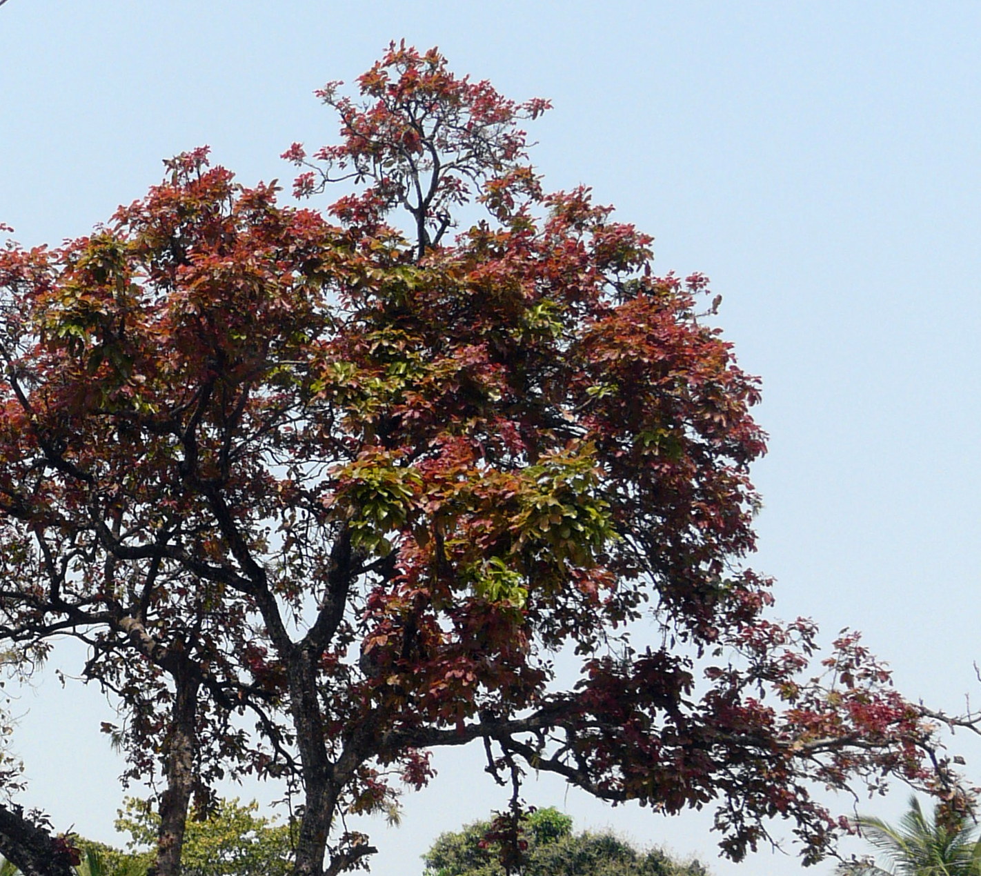 Sobhan started from Jaychandi: Kusum tree