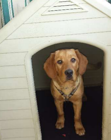 Vida de Perros: Se regala labrador de pura raza color canela oscuro