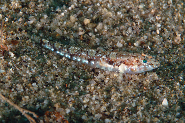 Artes de Pesca: VAMOS A PESCAR PICTO