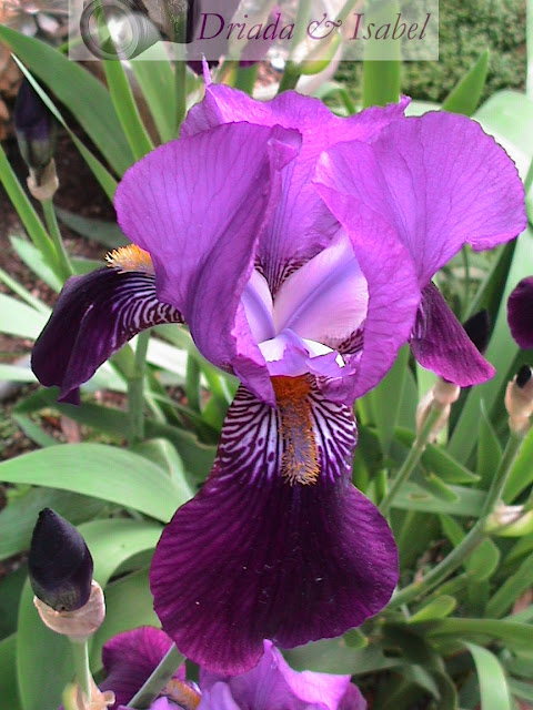 LA MAGIA DE MI JARDIN: IRIS