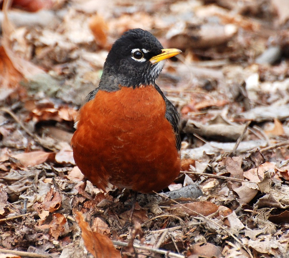 Birding Is Fun!: How I Fell in Love with New York City
