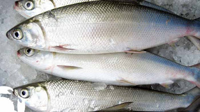 Milk Fish Information and What You Should Know About It | Indonesia ...