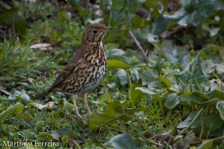 O Poleiro: Tordo-comum