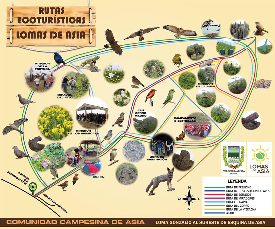 EXCURSIONES DE MARIO LOPEZ: Lomas de Asia. Aparición de la orquídea de ...