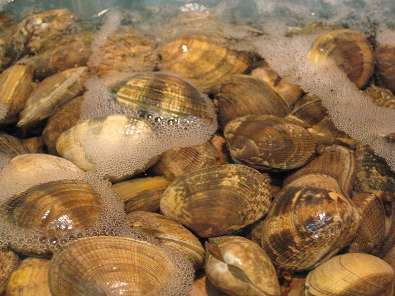 TYWKIWDBI ("Tai-Wiki-Widbee"): Clams are not always happy