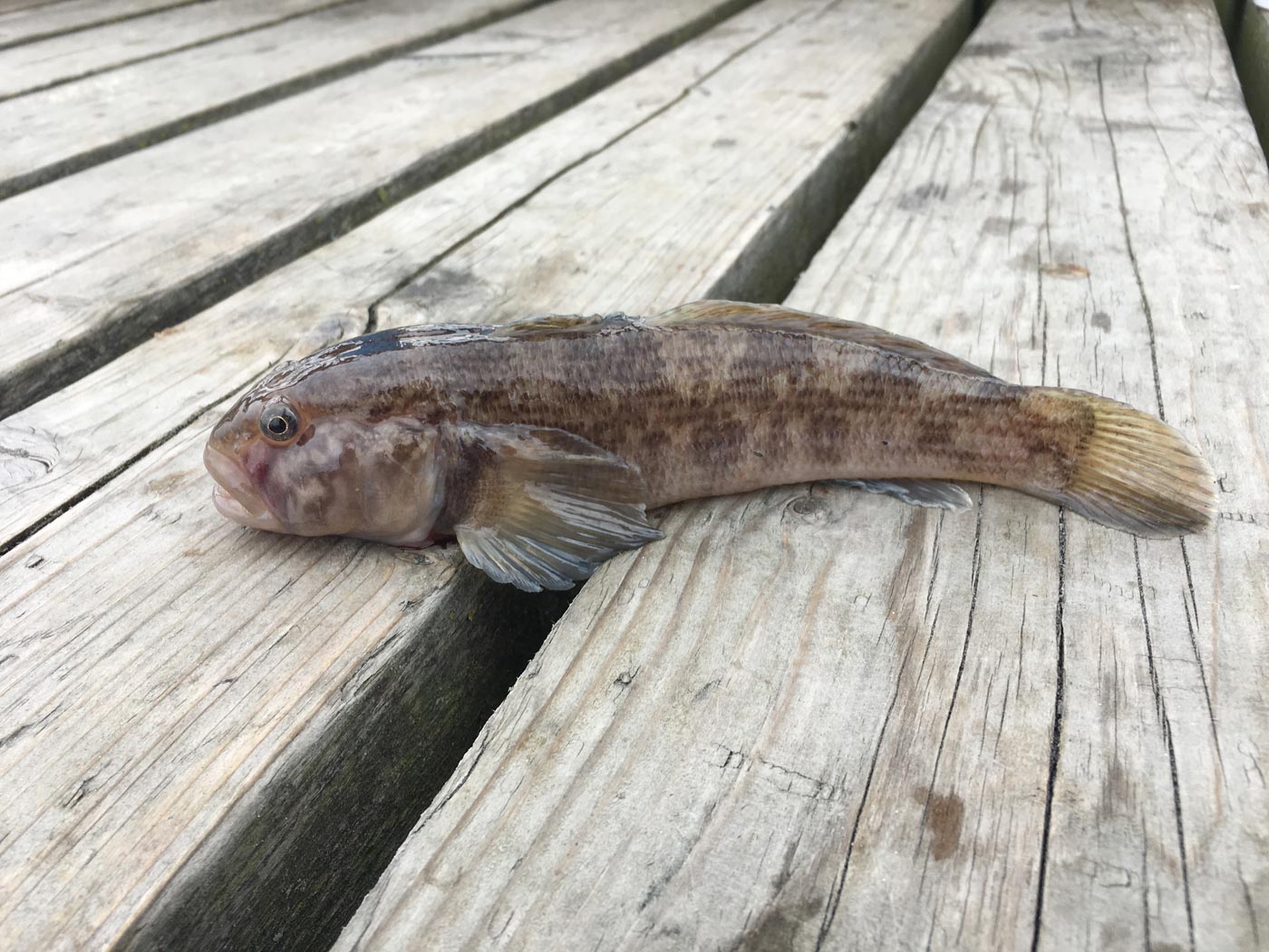 Wildlife Diaries: Birding the Lithuanian Coast 13th - 15th May