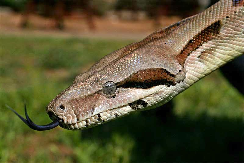 Boa Mexicana: Descripción breve