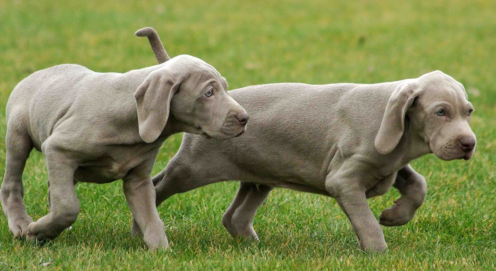 Universo Cani: WEIMARANER