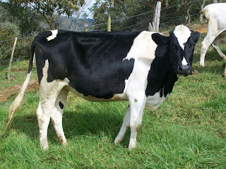 MUNDO AGROPECUARIO: VACA LECHERA HOLSTEIN